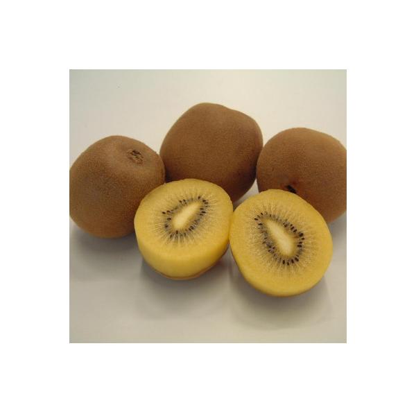 ■お礼品詳細　・配送種別：通常■お申し込み・配送・その他　・発送時期：2026-10-09〜2027-01-15　・申込受付期間：〜2026-12-13　・配達外のエリア：離島　・寄付証明書の送付時期目安：申込完了日から２週間程度　・提供元...