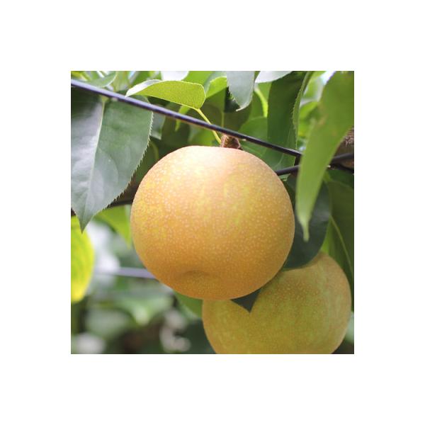 ■お礼品詳細　・配送種別：冷蔵便■お申し込み・配送・その他　・発送時期：2026/08/21〜2026/09/20（お届け時間帯指定可）　・申込受付期間：2025-12-01〜2026-03-31　・配達外のエリア：離島　・寄付証明書の送付...