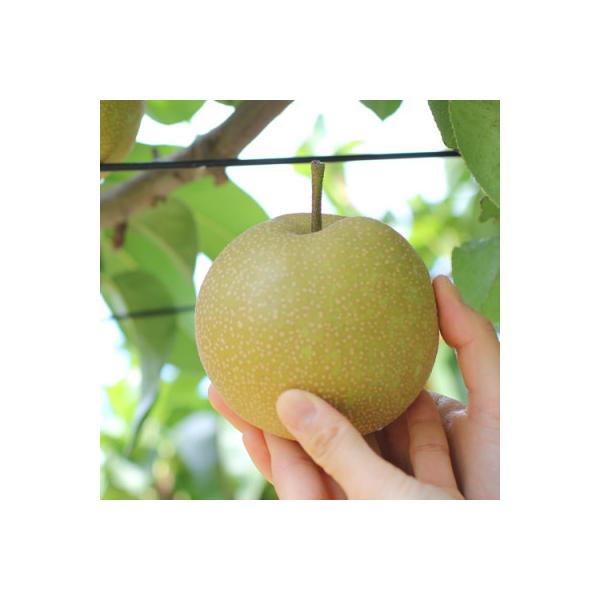 ■お礼品詳細　・配送種別：冷蔵便■お申し込み・配送・その他　・発送時期：2026/08/21〜2026/09/20（お届け時間帯指定可）　・申込受付期間：2025-12-01〜2026-03-31　・配達外のエリア：離島　・寄付証明書の送付...