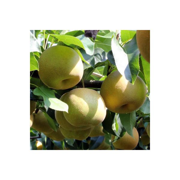 ■お礼品詳細　・配送種別：冷蔵便■お申し込み・配送・その他　・発送時期：2026/08/21〜2026/09/20（お届け時間帯指定可）　・申込受付期間：2025-12-01〜2026-03-31　・配達外のエリア：離島　・寄付証明書の送付...