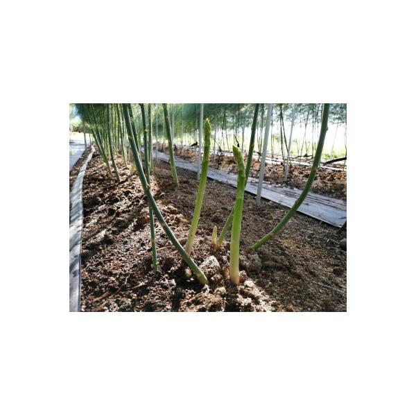 ■お礼品詳細　・配送種別：冷蔵便■お申し込み・配送・その他　・発送時期：2026/04/01〜2026/07/31（お届け時間帯指定可）　・申込受付期間：2025-12-01〜2026-06-30　・配達外のエリア：離島、沖縄県　・寄付証明...