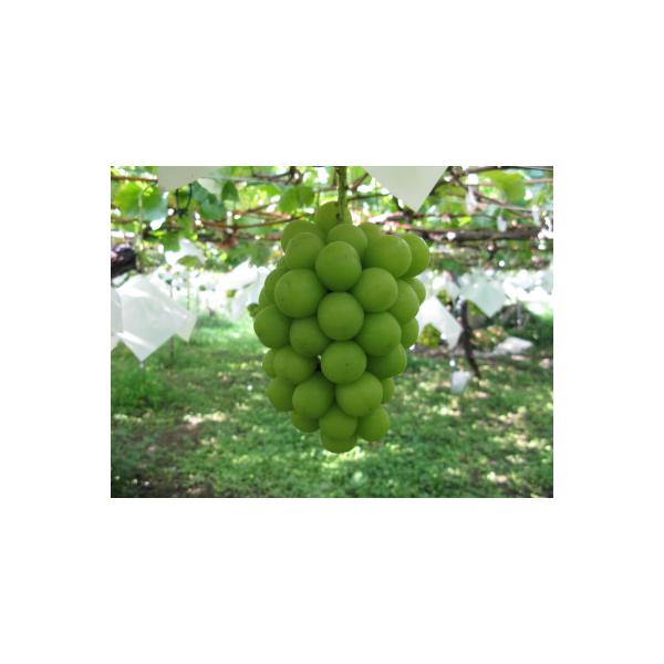 ■お礼品詳細　・配送種別：通常■お申し込み・配送・その他　・発送時期：2026/08/25〜2026/09/30（お届け時間帯指定可）　・申込受付期間：2025-12-01〜2026-09-19　・配達外のエリア：離島、沖縄県　・寄付証明書...