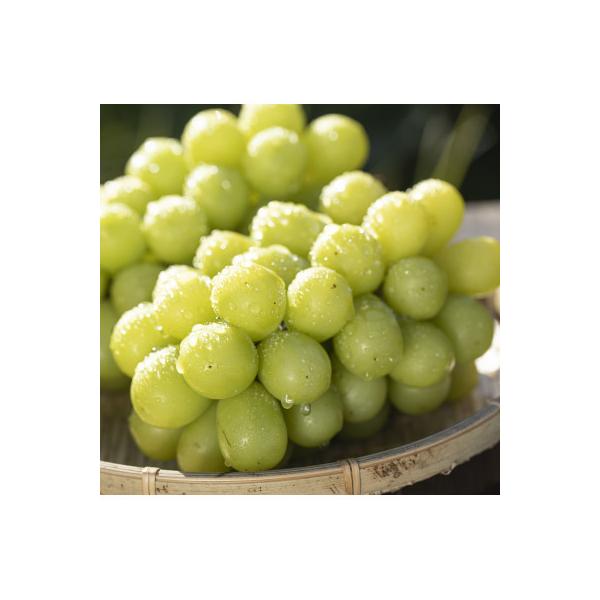 ■お礼品詳細　・配送種別：冷蔵便■お申し込み・配送・その他　・発送時期：2026/09/21〜2026/11/09（お届け時間帯指定可）　・申込受付期間：〜2026-10-31　・配達外のエリア：離島　・寄付証明書の送付時期目安：申込完了日...