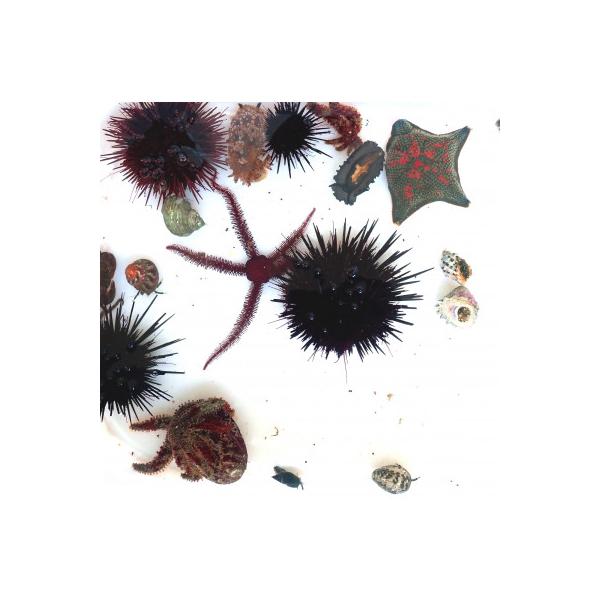 ■お礼品詳細　・配送種別：通常■お申し込み・配送・その他　・発送時期：2026/02/01から順次発送 ※2026/02/01以降のお申し込みは1〜2週間程度で順次発送（お届け時間帯指定可）　・申込受付期間：〜2026-08-23　・配達外...