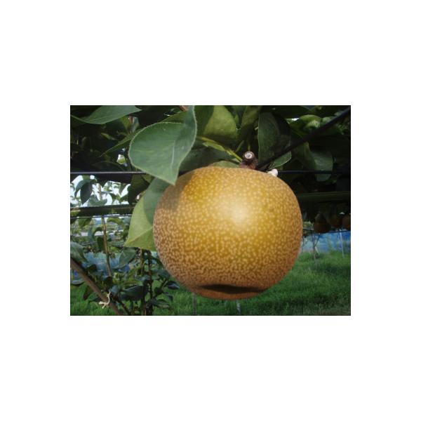 ■お礼品詳細　・配送種別：冷蔵便■お申し込み・配送・その他　・発送時期：2026-08-29〜2026-09-15（お届け時間帯指定可）　・申込受付期間：〜2026-08-15　・配達外のエリア：離島　・寄付証明書の送付時期目安：申込完了日...