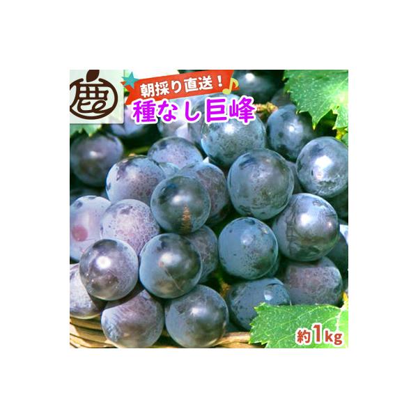 ■お礼品詳細　・配送種別：冷蔵便■お申し込み・配送・その他　・発送時期：2026-08-18〜2026-09-10（お届け時間帯指定可）　・申込受付期間：〜2026-08-31　・配達外のエリア：離島、北海道、沖縄県、東北　・寄付証明書の送...