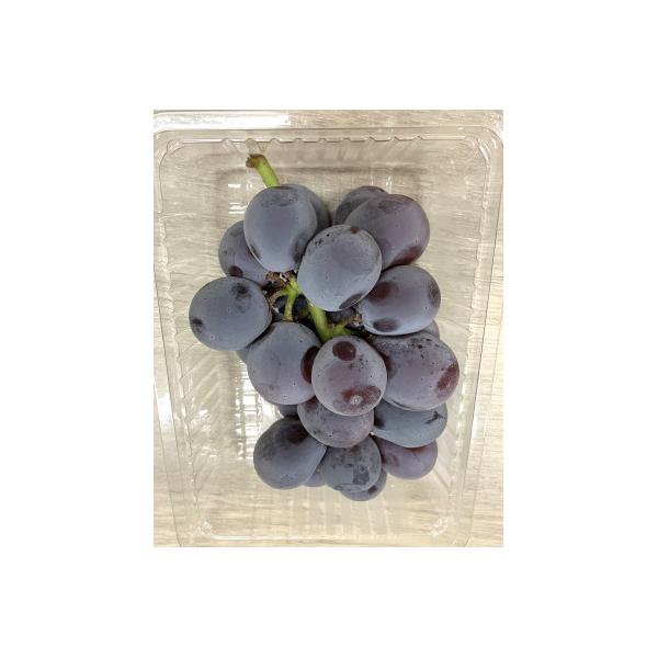 ■お礼品詳細　・配送種別：冷蔵便■お申し込み・配送・その他　・発送時期：2026/08/13〜2026/10/10　・申込受付期間：〜2026-09-13　・配達外のエリア：離島、北海道、沖縄県　・寄付証明書の送付時期目安：申込完了日から3...