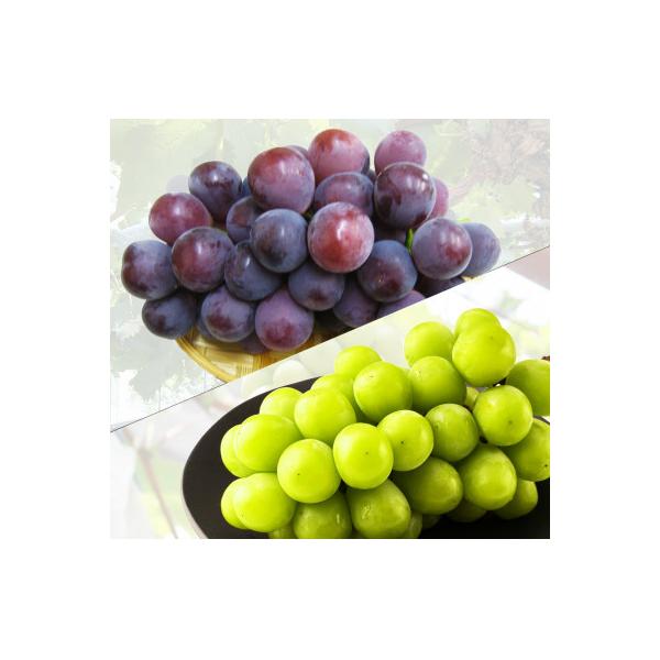 ■お礼品詳細　・配送種別：冷蔵便■お申し込み・配送・その他　・発送時期：2026/08/11〜2026/10/10　・申込受付期間：〜2026-09-13　・配達外のエリア：離島、北海道、沖縄県　・寄付証明書の送付時期目安：申込完了日から3...