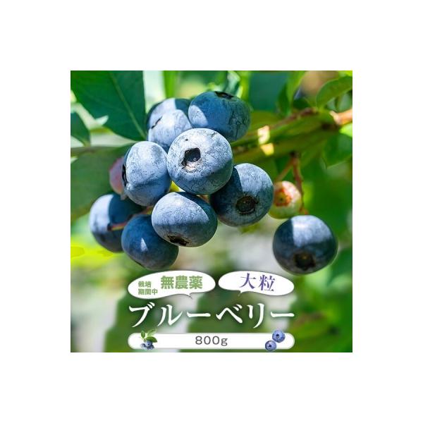 ■お礼品詳細　・内容量：冷凍ブルーベリー 100ｇ×8個　・賞味期限：：冷凍で６カ月　・アレルギー：28品目中：なし　・配送方法：冷凍■お申し込み・配送・その他　・発送時期：入金確認後、1週間〜1カ月程度で発送(12月の申込分の発送は、1カ...