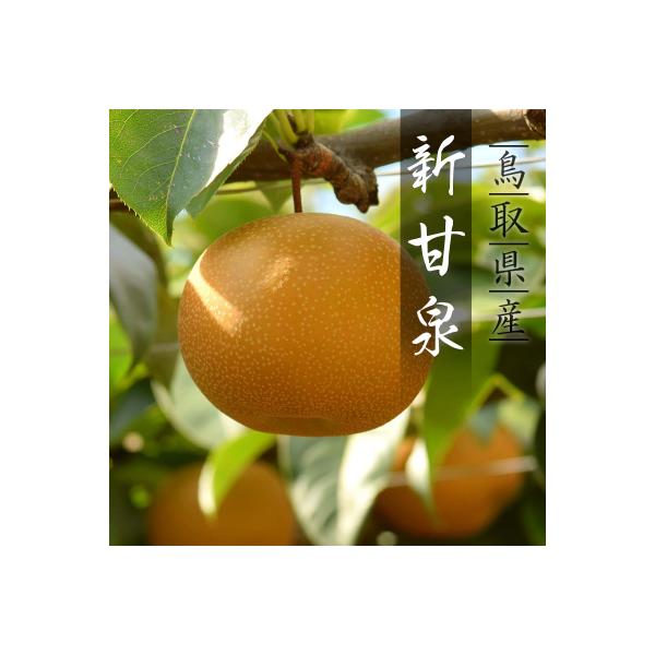 ■お礼品詳細　・内容量：新甘泉　プレミアム　3kg（4〜10玉前後）　・賞味期限：出荷日から常温4日、冷蔵7日以内（到着後お早めに召し上がりください）　・配送方法：通常　・事業者名：高間商店株式会社■お申し込み・配送・その他　・発送時期：2...