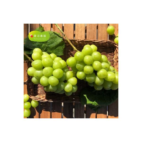 ■お礼品詳細　・事業者：株式会社菱沼農園　・内容量：約1kg（500〜600ｇ×2房もしくは300〜400ｇ×3房）　・賞味期限：発送日+3日　・配送方法：冷蔵便■お申し込み・配送・その他　・発送時期：2026年9月中旬から2026年10月...