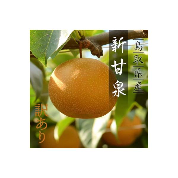 ■お礼品詳細　・内容量：新甘泉　3kg前後(4〜10玉前後)　・賞味期限：出荷日から常温4日、冷蔵7日以内（到着後お早めに召し上がりください）　・配送方法：通常　・事業者名：高間商店株式会社■お申し込み・配送・その他　・発送時期：2026年...