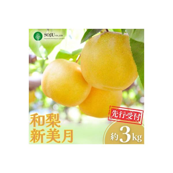 ■お礼品詳細　・事業者：株式会社想樹　・地場産品基準：1 三条市内で生産されているため。■お申し込み・配送・その他　・発送時期：9月中旬〜10月上旬頃※天候や生育状況により、発送開始・終了時期が前後する場合がございます。※お申込み順に発送い...