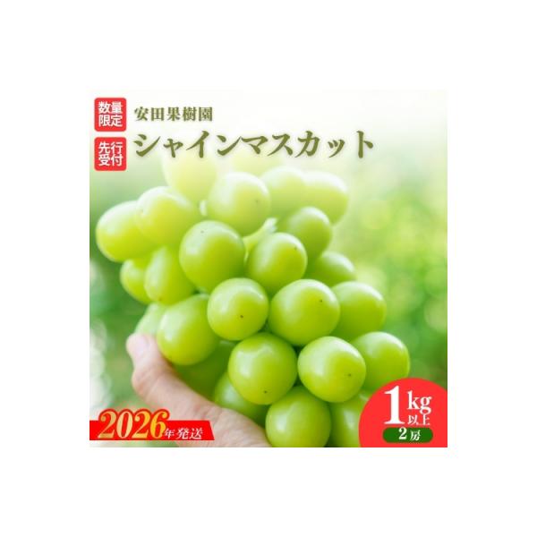 ■お礼品詳細　・事業者：安田果樹園　・内容量：約1kg以上(2房)　・賞味期限：発送日+3日程度※生もの(果物)ですので、できるだけお早めにお召し上がり下さい　・配送方法：通常便■お申し込み・配送・その他　・発送時期：2026年9月下旬から...