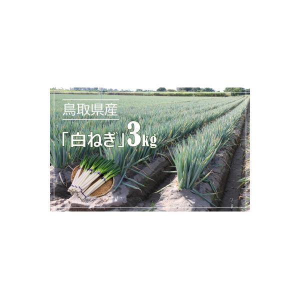 ■お礼品詳細　・提供事業者：鳥取県西部農業協同組合直販推進課■お申し込み・配送・その他　・発送時期：受注後2週間程度 (※天候や収穫状況によりお届けが遅れる場合がございます。)（お届け時間帯指定可）　・申込受付期間：通年　・配達外のエリア：...