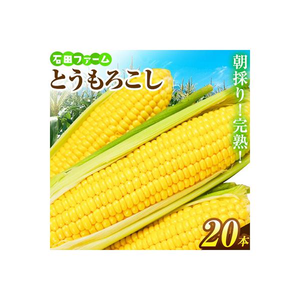 ■お礼品詳細　・配送方法：クール便(冷蔵)　・賞味期限：出荷日から7日■お申し込み・配送・その他　・発送時期：8月上旬〜9月中旬頃　・申込受付期間：令和8年8月3日まで　・配達外のエリア：　・寄付証明書の送付時期目安：寄付金決済完了日から１...