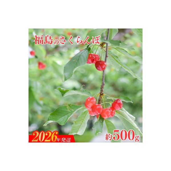 ■お礼品詳細　・事業者：古井果樹園　・内容量：500g/バラ　・賞味期限：発送日+3日　・配送方法：冷蔵便■お申し込み・配送・その他　・発送時期：2026年6月中旬から2026年6月下旬発送予定（お届け時間帯指定可）　・申込受付期間：202...