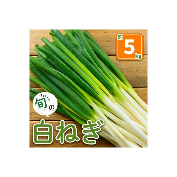 ■お礼品詳細　・内容量：白ねぎ：約5kg　・配送方法：常温　・保存方法：冷蔵　・賞味期限：冷蔵で10日　・発送時期：11月上旬〜3月下旬発送予定　・提供元：大原茂美　・地産理由：本返礼品は境港市内で収穫されたねぎです。■お申し込み・配送・そ...