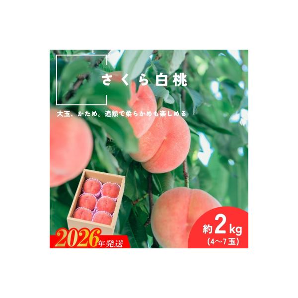 ■お礼品詳細　・事業者：種まきうさぎ株式会社　・内容量：約2kg(4〜7玉)　・賞味期限：発送日+3日程度　・配送方法：冷蔵便　・アレルギー：もも■お申し込み・配送・その他　・発送時期：2026年8月下旬から2026年9月中旬発送予定（お届...