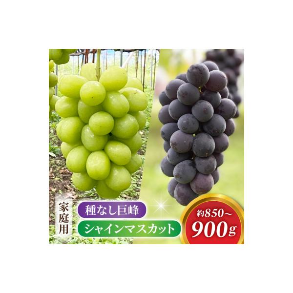 ■お礼品詳細　・内容量：シャインマスカット1〜2房、巨峰 1〜2房／合計2〜4房（約850〜900g）　・消費期限：発送から1週間程度(お早めにお召しあがりください)　・発送期日：2026年9月上旬〜9月下旬のお届け予定※天候・気候の諸条件...