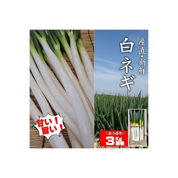■お礼品詳細　・内容量：白ネギ10束(1束あたり2~3本程度)　3kg前後 ※収穫時期により、白ネギ1本の重さが異なります。　・賞味期限：冷蔵保存で15~20日。生鮮品のためお早めにお召し上がりください。　・保存方法：冷蔵庫または日の当たら...