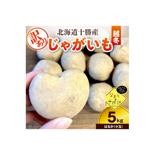 ■お礼品詳細　・配送不可地域：沖縄県・離島　・配送方法：常温　・提供事業者：なまら十勝野■お申し込み・配送・その他　・発送時期：2026年2月上旬〜4月下旬頃より順次発送 ※収穫状況により、発送予定から前後する場合がございます。（お届け時間...