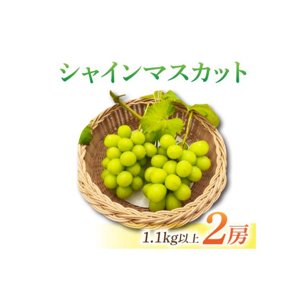 ■お礼品詳細　・内容量：シャインマスカット 2房（1.1kg以上）　・消費期限：冷蔵で10日程度　・発送期日：2026年9月中旬〜10月中旬頃発送予定 ※天候・気候の諸条件により収穫・出荷の時期に変動があります　・配送方法：冷蔵■お申し込み...