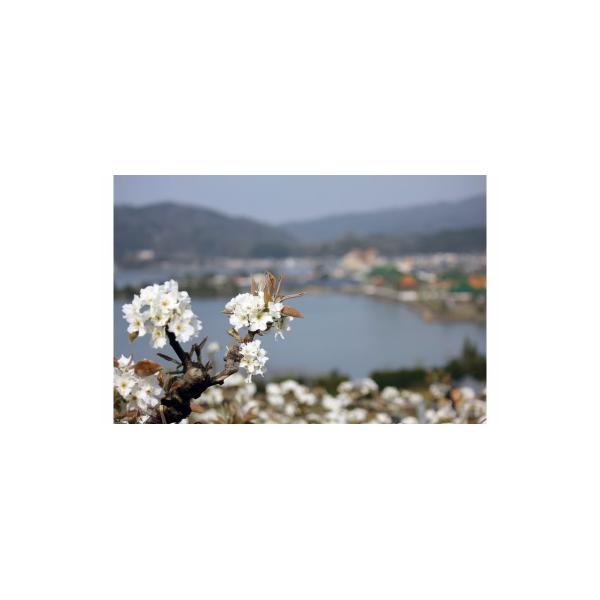 ■お礼品詳細　・容量 ：5キロ　・発送期日 ：８月下旬〜９月上旬頃（天候や育成状況等により前後することがあります） 　・発送の際の事前連絡：TEL・メール等は行っていません。あらかじめご了承のうえお申し込みください。　・賞味期限 ：常温7日...