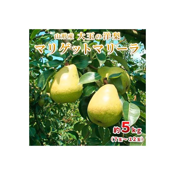 ■お礼品詳細　・配送方法：常温　・事業者名：山形多田青果株式会社■お申し込み・配送・その他　・発送時期：2026年09月15日頃〜2026年10月15日頃※状況により配送時期が前後する場合がございます。(着日指定不可)※山形市では仕様上、お...