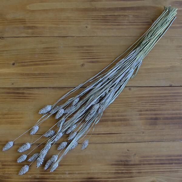 【商品サイズ】全長約30~65cm・束/約30g(1束中の全長に個体差があります)オランダ産( allp5 )(10_dras)( dryear )当店人気のコアトレーディングのポアプランツに新色が登場!お得意のシブイロ・ニュアンスカラーの...