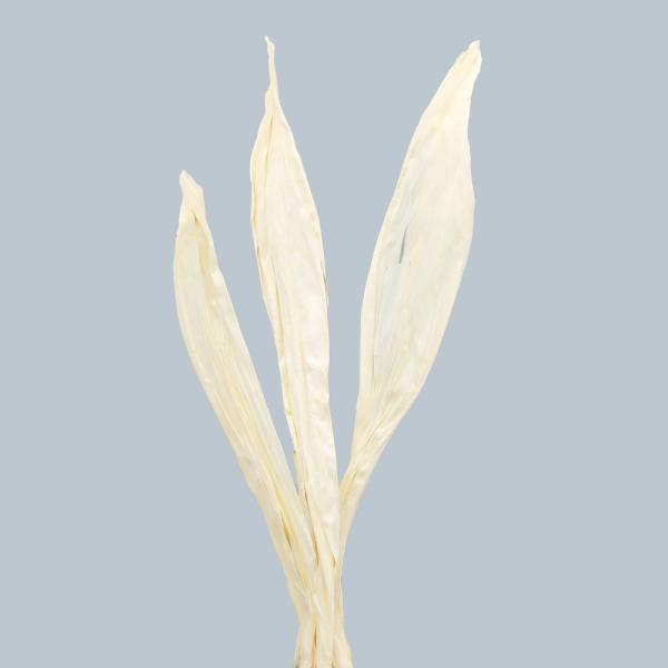 【商品仕様】全長約50cm1束(3本)インド産( allp5 )(10_dras)しっかりとした厚みがあり、アレンジやスワッグなどを引き立ててくれるドライフラワーリーフです。ブライダルの演出にも。( flwhite )( hmfwr ) 花...