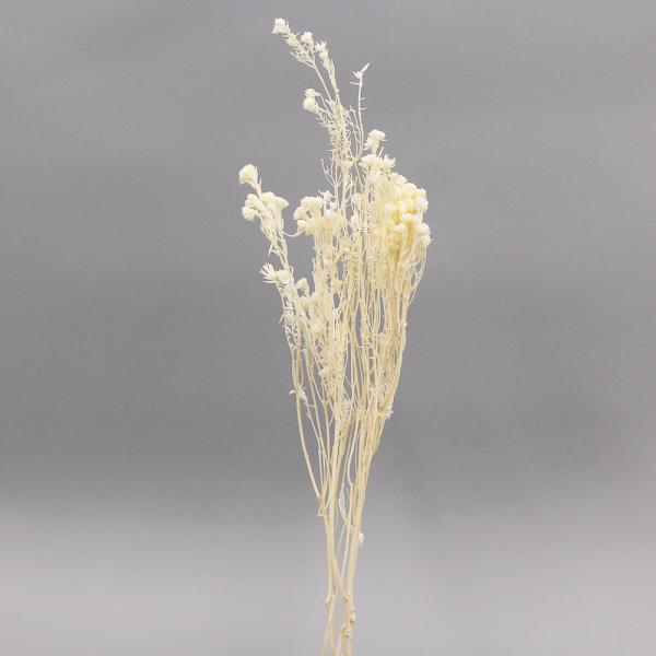 【商品仕様】全長約50cm1束(約25g)南アフリカ産( allp5 )(10_dras)小さな綿(コットン)のようなお花がこの名前の由来です。温かみを残した白いサラシ加工のドライフラワー。ブーケにも彩りを添えてくれます。( flwhite...