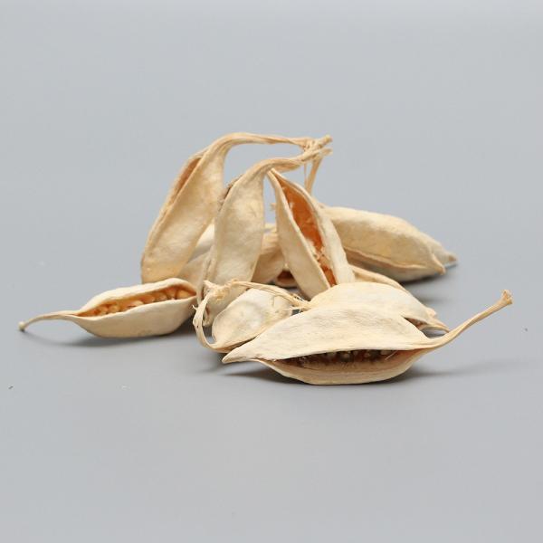 【商品仕様】約5~8cm約30g・6~8コ入り南アフリカ産【お伝えしたいこと】※木の実は自然素材の性質上、割れや欠け・潰れが含まれる場合があります。( 10_dras )( allp5 )ブラキキトンとも呼ばれます。ボトルツリーという植物の...