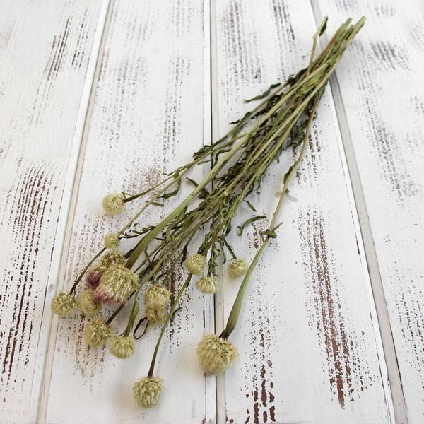 【商品サイズ】約30g国産(10_dras)( allp5 )アメリカヤグルマギクのドライフラワーです。細い糸状の花弁が丸くなってユニークな花型が特徴的です。一部、花が咲いてしまっている部分も含まれますのでご了承ください。( redpk )...