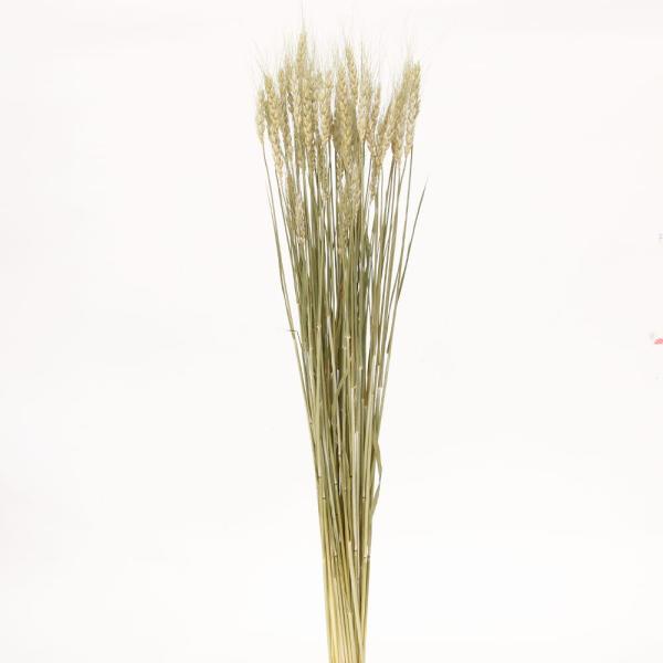 【商品仕様】全長約60cm約40g・約40本入り( allp5 )国産小麦のドライフラワーです。独特の穂の形がリースやブーケなど様々なアレンジでアクセントになる人気商品！自然な色合いのナチュラルグリーンです。( dbridl )( natr...