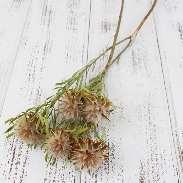 【商品サイズ】全長約50cm・1‐3本4‐5輪南アフリカ産( allp5 )(10_dras)南アフリカ産のドライフラワー。ボリュームがあり、スワッグにもおすすめです。( dbridl )( dwild ) ワイルドフラワー ドライフラワー...