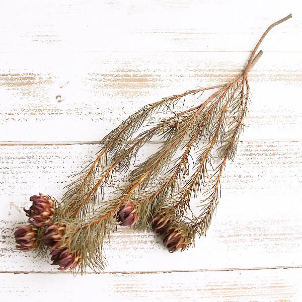 【商品サイズ】全長 約35~40cm花径 約3cm2~3本入り南アフリカ産( allp5 )(10_dras)( 40per )人気ワイルドフラワーのプロテアの花数の多い品種です。スワッグやディスプレイなどにぴったりな花材です。( redp...