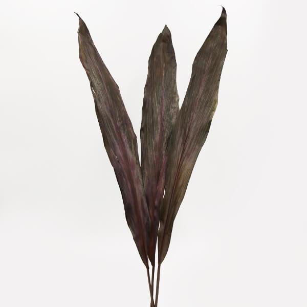 【商品仕様】全長約70~80cm1束(3本)シンガポール産( allp5 )(10_dras)ドラセナの一種。アレンジを引き締めてくれるシックなカラーのリーフ。丸めて立体感を出して使うことも出来ます。( bkgry ) 花材 スワッグ 材料...