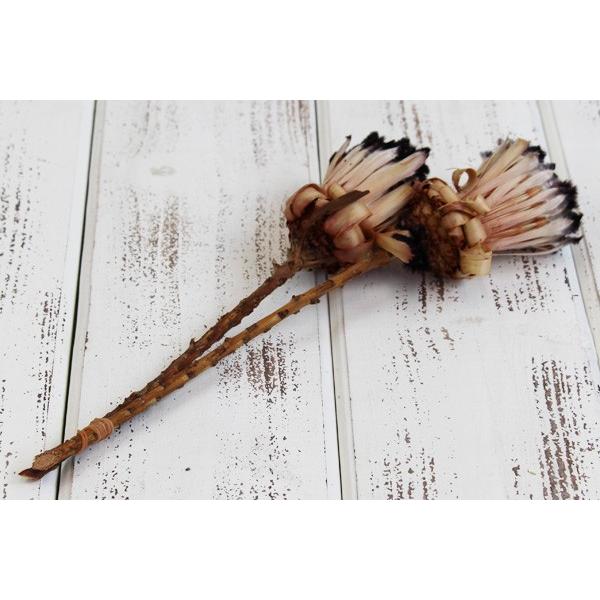 【商品サイズ】全長約45cm 1束約2本南アフリカ産【お伝えしたいこと】植物自体の特性で形状や大きさなどに大きく個体差があります。個体差も魅力や面白みとしてお楽しみください。※特性上、多少の潰れや欠けがある場合があります。( allp5 )...