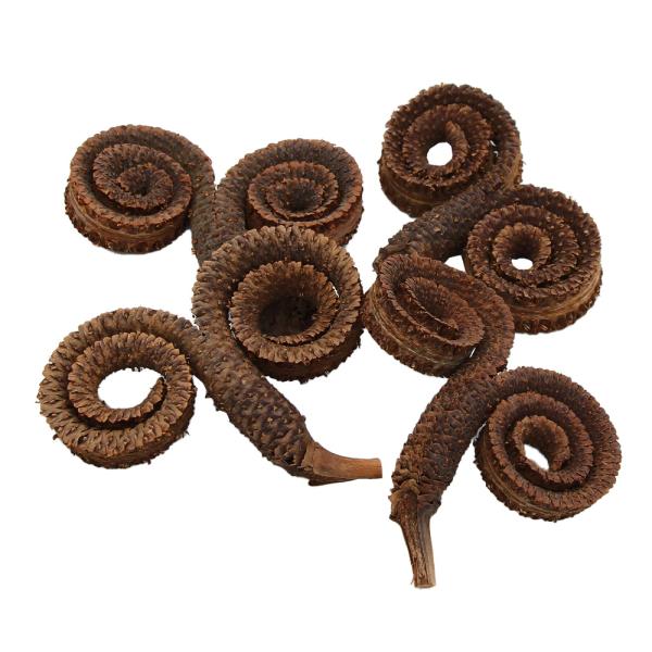 【商品仕様】4個/1袋全長:約10cm~20cm【お伝えしたいこと】※木の実は自然素材の性質上、割れや欠け・潰れが含まれる場合があります。( allp5 )(10_dras)別名・タルホーン/パナマソウとも呼ばれる実のドライです。くるんくる...