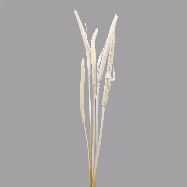 【商品仕様】内容量 ヘッド16~19cm/5本サイズ 約50~55cm( allp5 )スワッグやブーケにラインを出せるドライフラワー。( flwhite ) 花材 スワッグ 材料 ブライダル ブーケ 花束 おしゃれ ディスプレイ 自然素材...