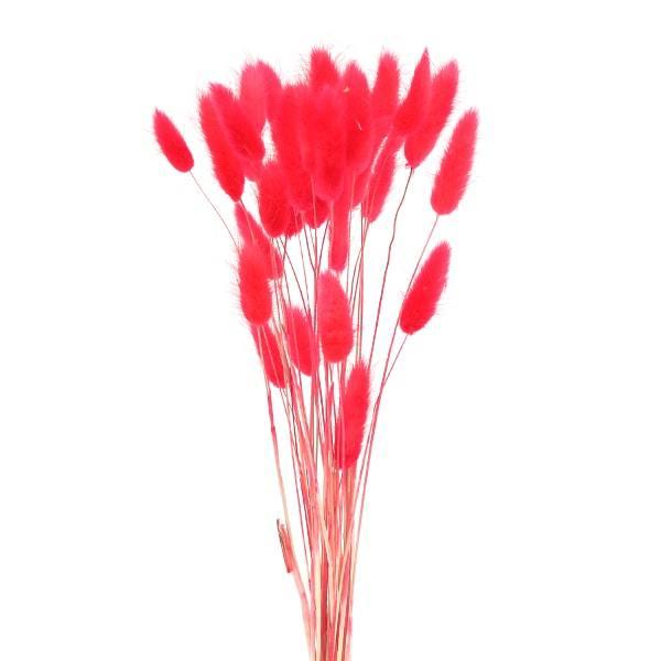 【商品仕様】内容量 約10g/30ヘッドサイズ 約40~60cm( allp5 )( dryear )ふわふわしたしっぽのような穂のドライフラワー。アクセントにぴったりの鮮やかなピンク系レッドカラーです。スワッグにもアレンジにも、インテリア...