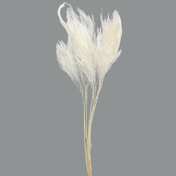 【商品仕様】内容量 約10本サイズ 約60cm( allp5 )スワッグや花束、ブーケに広がりを添えるドライフラワーです。アクセサリーパーツやコサージュなどにもぴったりの花材。( flwhite ) 花材 材料 パーツ インテリア 白 アロ...