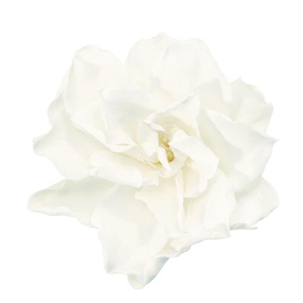 【商品サイズ】直径6~8cm1箱6輪【お伝えしたいこと】 ※プリザーブドフラワーとは※生花に柔らかい質感を保つよう特殊加工を施したものです。プリザーブドフラワーは染料が染み出す場合があります。ご使用時も色移りにご注意ください。自然素材の特性...