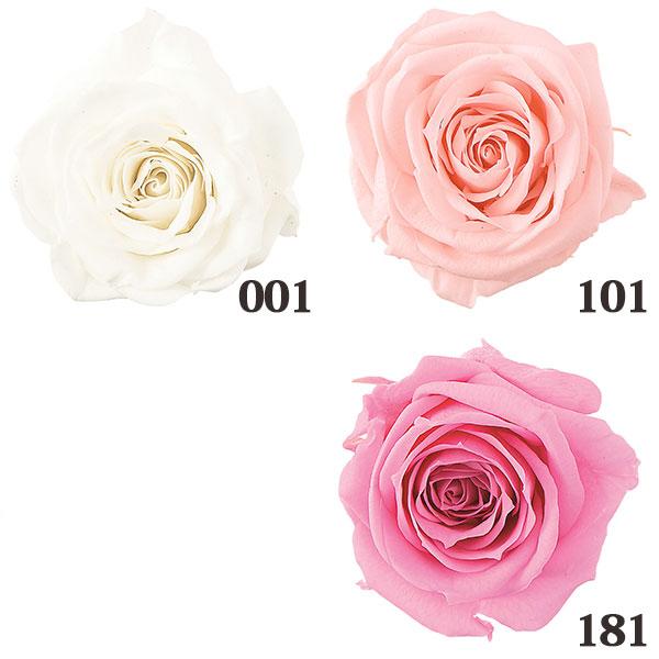 花径:約2.5~3.3cmφ・花丈:約2cm( allp5 )(10_dras)(15_asoh)短めの花丈と、よく咲いた花姿が特徴のミニローズです。( hcprs ) ドライフラワー 花材 素材 パーツ 材料 ローズ ハーバリウム プリザ...