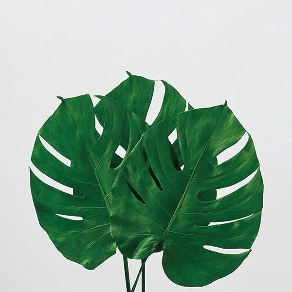 【商品仕様】葉のサイズ：約18〜25cm全長：20〜30cm3枚入り【お伝えしたいこと】 ※プリザーブドフラワーとは※生花に柔らかい質感を保つよう特殊加工を施したものです。プリザーブドフラワーは染料が染み出す場合があります。ご使用時も色移り...