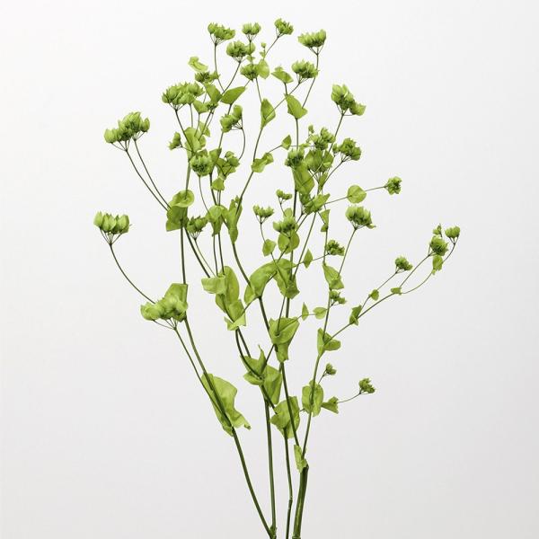 【商品仕様】全長約40〜50cm1束約20g( 2025AW )( allp5 )( 15_asoh )表情を出すことのできる動きのあるアイテムです。 ブプレ ブプレリウム 花材 素材 白 ホワイト 白素材 葉 リーフ プリザーブドフラワー...