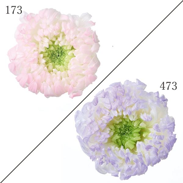 【商品仕様】花径約5~6cm 花丈約3~4cm6輪入り( allp5 )( 15_asoh )(nyflwr)( hcprs )( nwyrdry )( 2026SS )仏花や和のアレンジ、和装の髪飾りなどにおすすめな輪菊のプリザーブドフラ...
