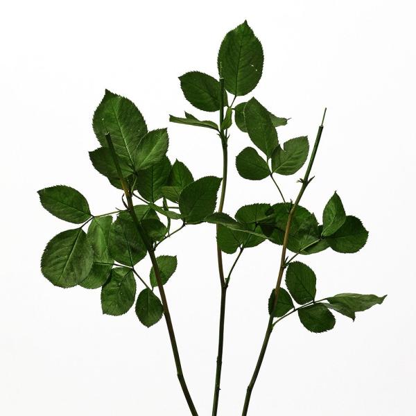 【商品仕様】全長：約25〜30cm5本入り【お伝えしたいこと】　※プリザーブドフラワーとは※生花に柔らかい質感を保つよう特殊加工を施したものです。プリザーブドフラワーは染料が染み出す場合があります。ご使用時も色移りにご注意ください。自然素材...