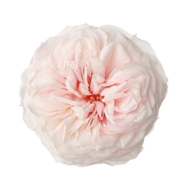 【商品仕様】花径：約5〜7cm花丈：約2〜3cm1箱3輪入り【お伝えしたいこと】　※プリザーブドフラワーとは※生花に柔らかい質感を保つよう特殊加工を施したものです。プリザーブドフラワーは染料が染み出す場合があります。ご使用時も色移りにご注意...